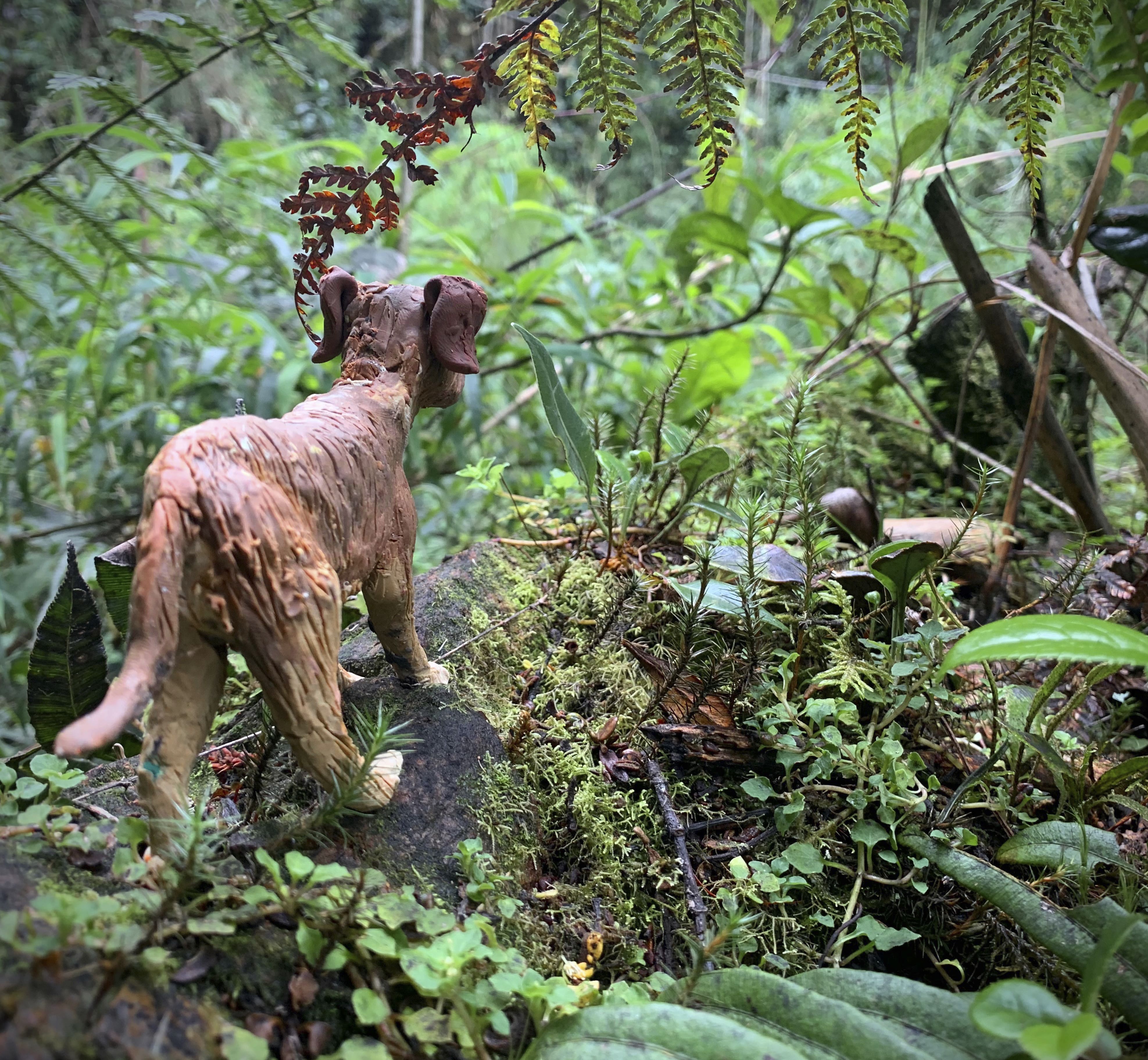 La triste historia de los perritos en el Tapón del Darién | Cambio