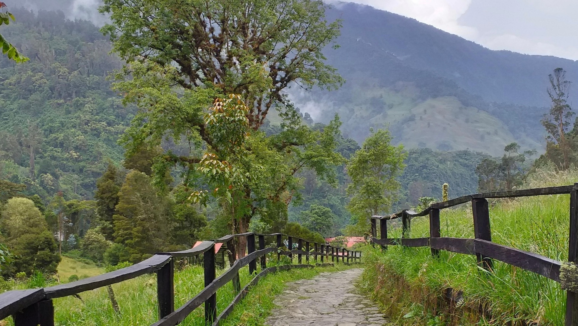 Ruta Mutis: conozca paso a paso el legado de la expedición botánica en ...