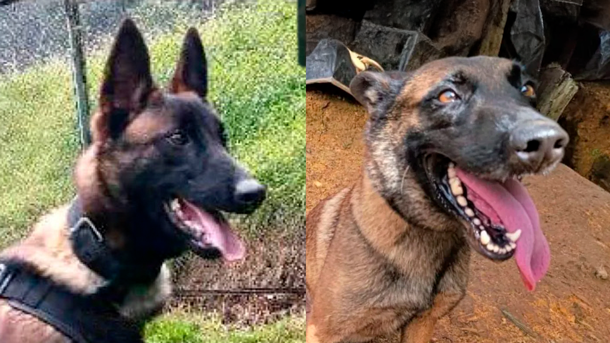 21 de julio: Día mundial del perro. ¿Por qué se celebra y qué significa ...