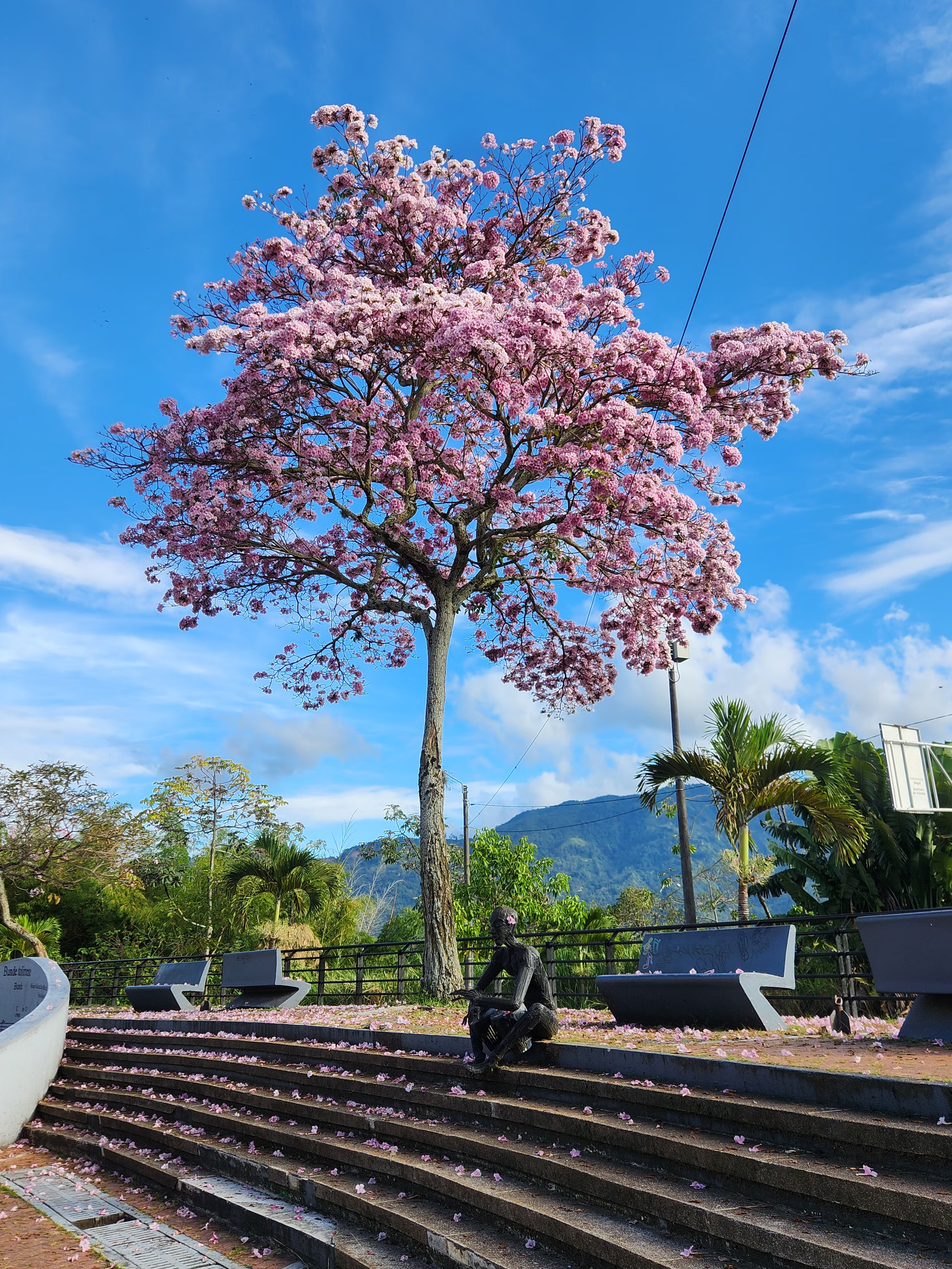 El espectáculo rosado de los ocobos en Ibagué: historia, colores y ...