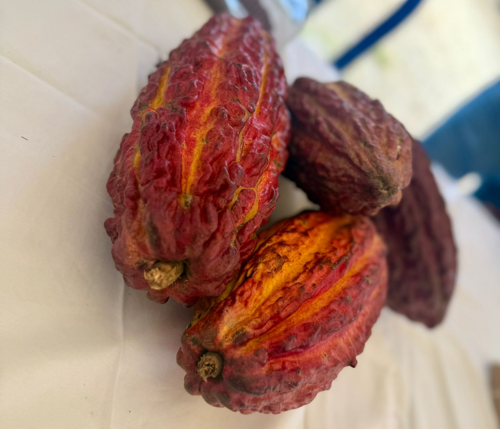 Putumayo llega a Europa con 50 toneladas de cacao amazónico libre de deforestación