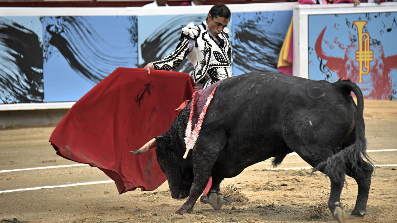 Las nuevas reglas para las corridas de toros en Colombia antes de su ...